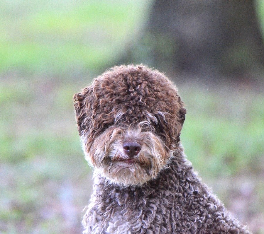 Ancient City Dancing Flames the Lagotto Romagnolo in Florida