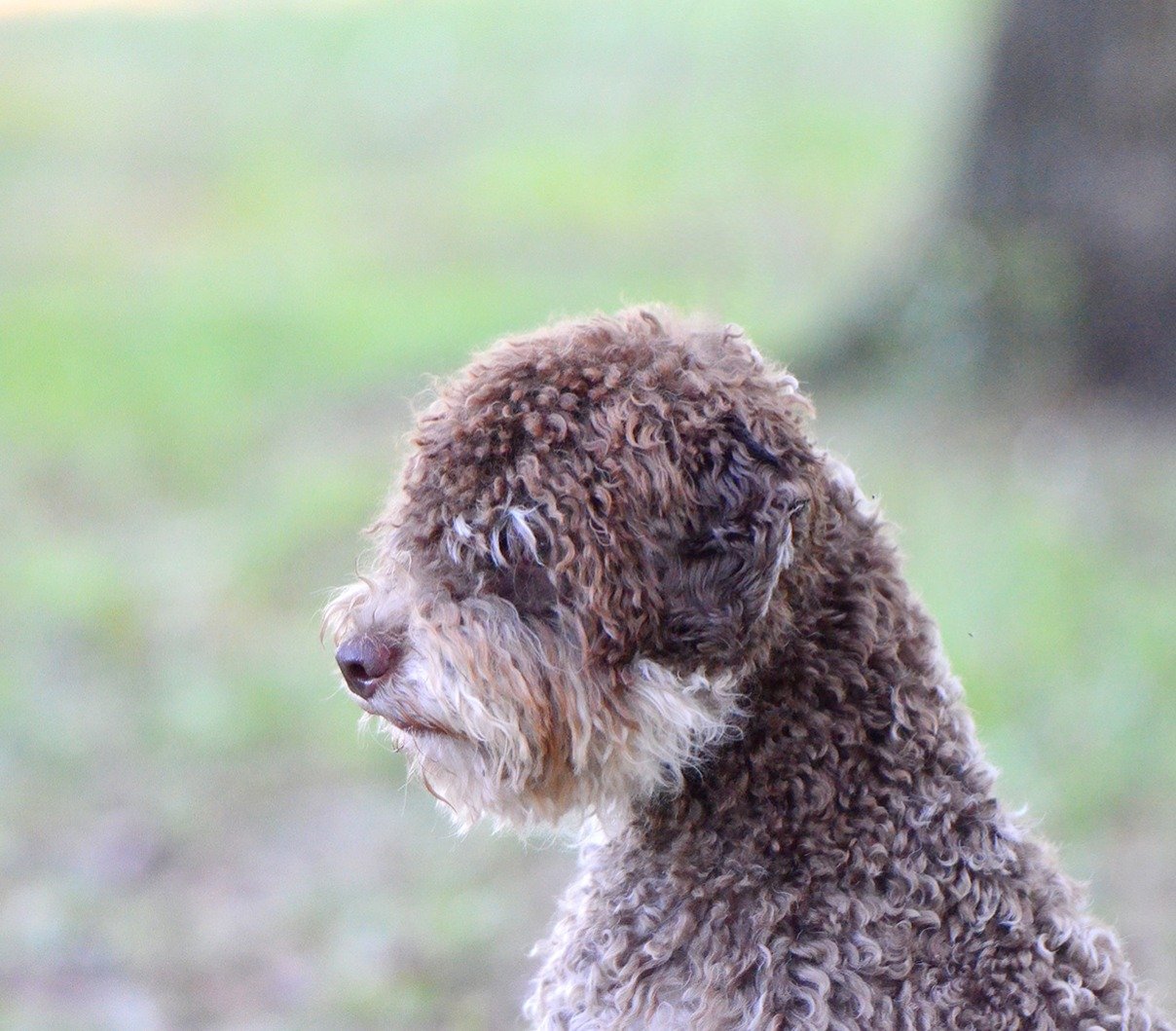 Ancient City Dancing Flames the Lagotto Romagnolo in Florida