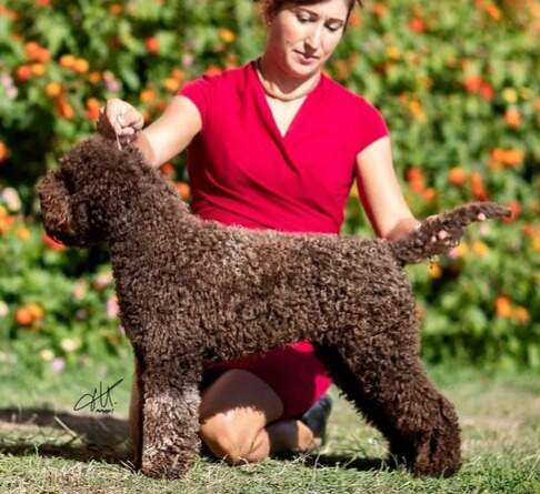 Aria House of Lagotto - Ancient City Lagottos.